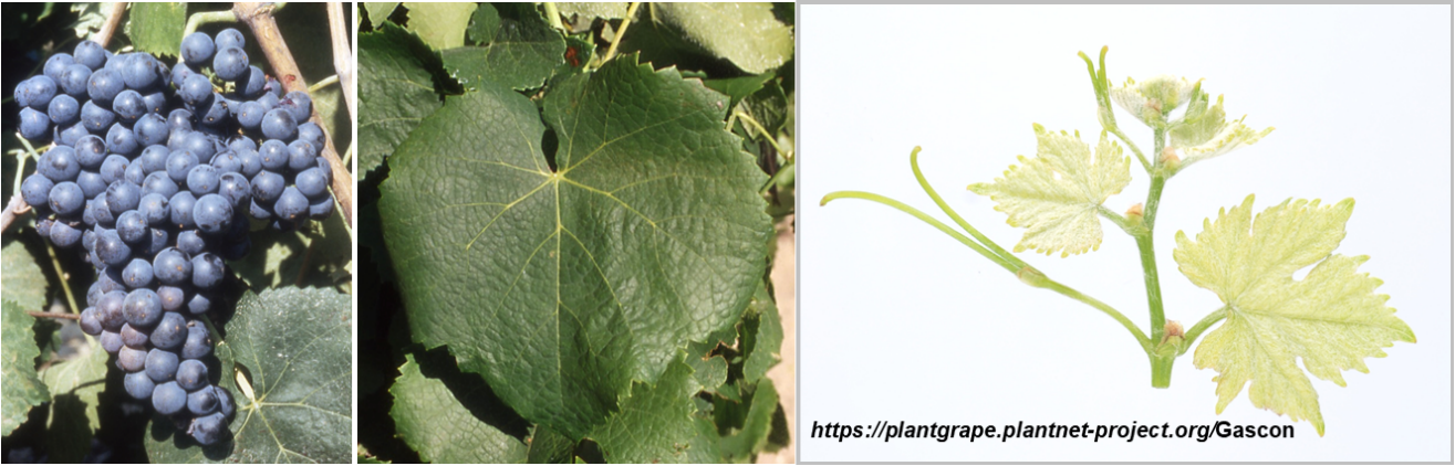 Burgundske sorte grožđa stavljene na test