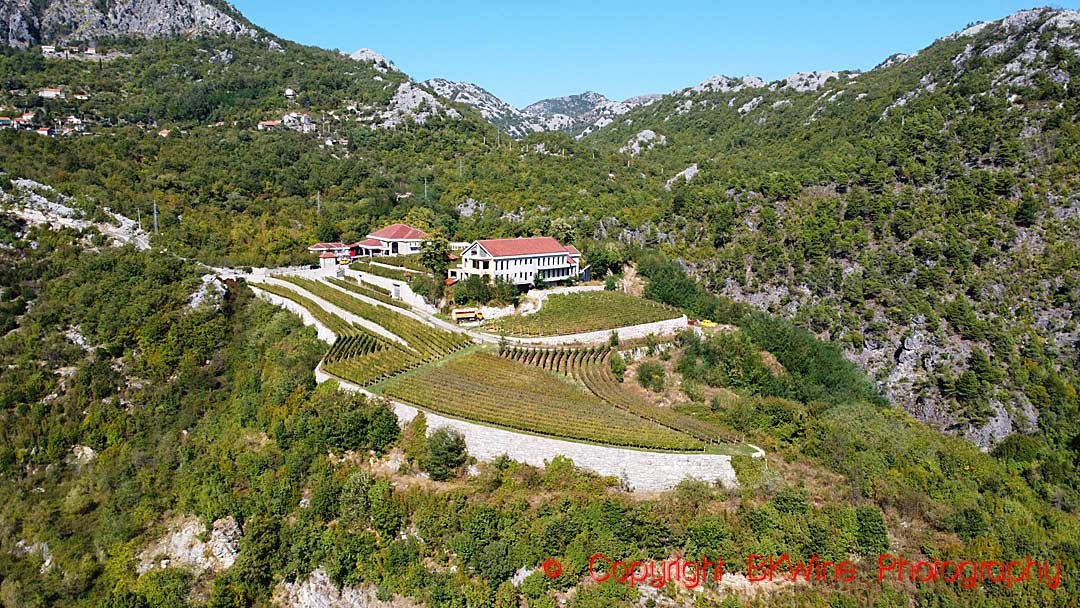 Jedinstveno grožđe Balkana Vranac - Vranec